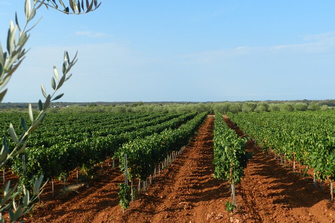 Private Sparkling Wine Tasting in Istria - An In-Depth Look at the Private Sparkling Wine Tasting