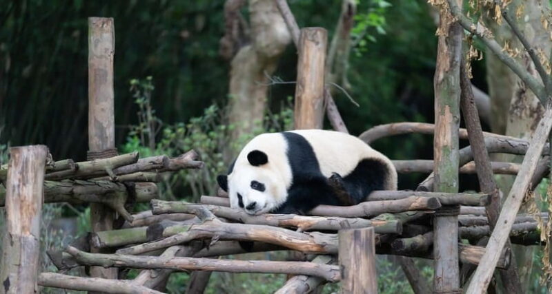 Private Tour: Discovering Pandas & the Majestic Giant Buddha - What Makes This Tour Stand Out?