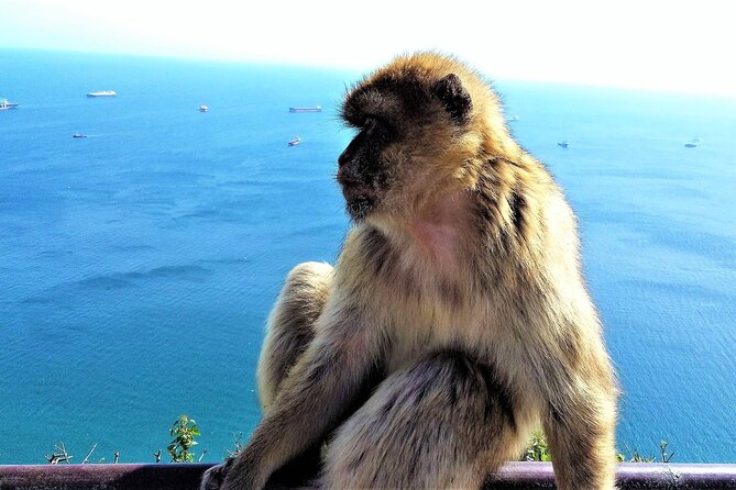 Private tour in Gibraltar & Mijas from Malaga - The Value of This Private Tour
