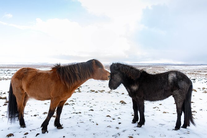 Private Tour Of The Golden Circle With Farm Visits In Iceland - Who Will Love This Tour?