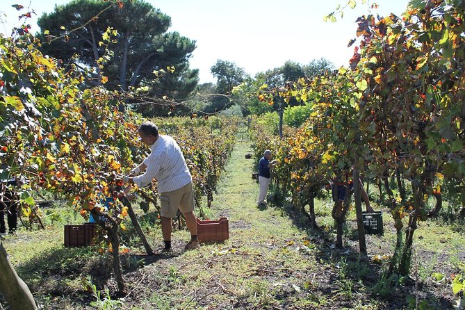 Private Tour: Pompeii & Wine Tasting at the Slopes of Mt Vesuvius - Practical Details: What You Need to Know