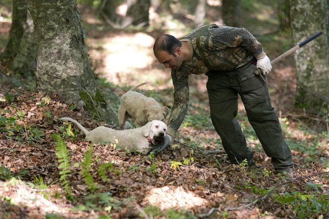 Private Tour: Truffle-Hunting Experience from Naples with Lunch - A Scenic Drive into Campania’s Hidden Corners