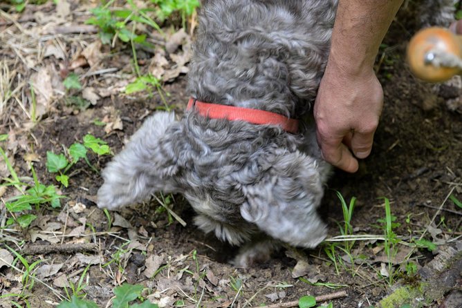 Private Truffle Hunting in Chianti from Florence - The Forest Hunt: Authentic and Engaging