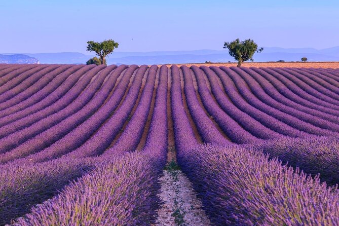 Provence Lavender Fields Tour from Aix-en-Provence - Value for Money: Is It Worth It?