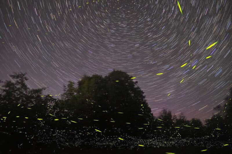 Puerto Princesa: Firefly Watching Bay Cruise with Dinner - Why This Tour Works