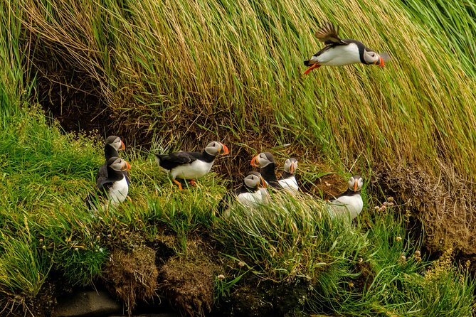 Puffin Watching Speedboat Express - Analyzing the Value