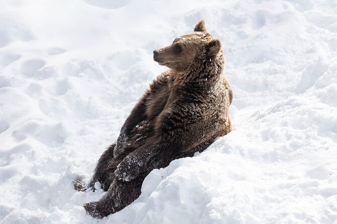 Ranua Zoo Family Tour from Rovaniemi - The Return and Practical Details