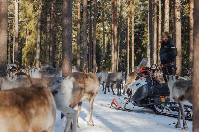 Reindeer Experience with Sledge Ride - Who Will Love This Tour?