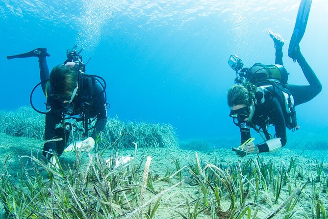 Research diving with a Marine Biologist in Crete - Pricing and Value