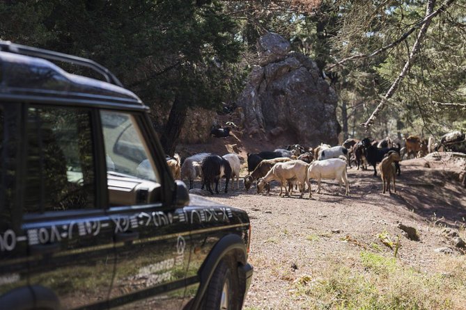 Rhodes Uncharted South Safari: Mountains, Monasteries, & Flavors - Authentic Experiences and Practical Considerations