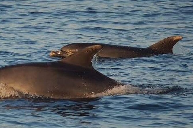 Romantic Boat Trip with Dolphin Watching - FAQs