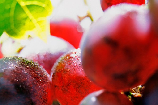Roséwinetasting Parties or Workshops with a WineEducator at your place - Who Will Love This?