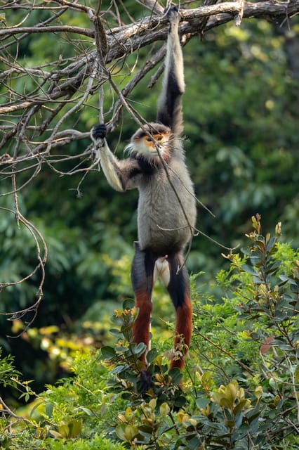 Safari - Finding the most endangered monkey in the World - Itinerary Breakdown