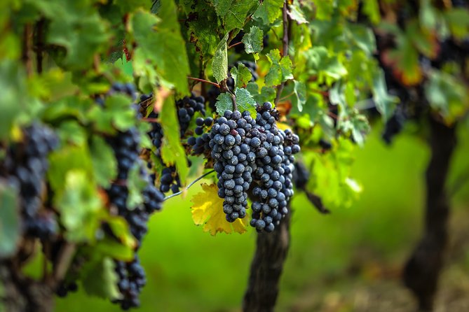 Saint Emilion Half-Day Trip with Wine Tasting & Winery Visit from Bordeaux - The Itinerary in Detail