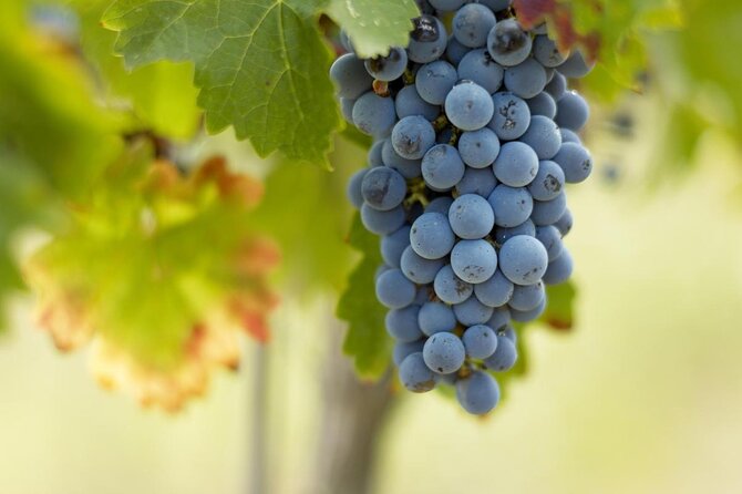 Saint-Emilion Small-Group Electric Bike Wine Tour Tastings & Lunch from Bordeaux - Transportation, Group Size, and Practical Details