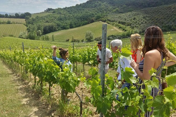 San Gimignano, Saffron and Vernaccia Wine from Florence - Authentic Experience & Cultural Connection