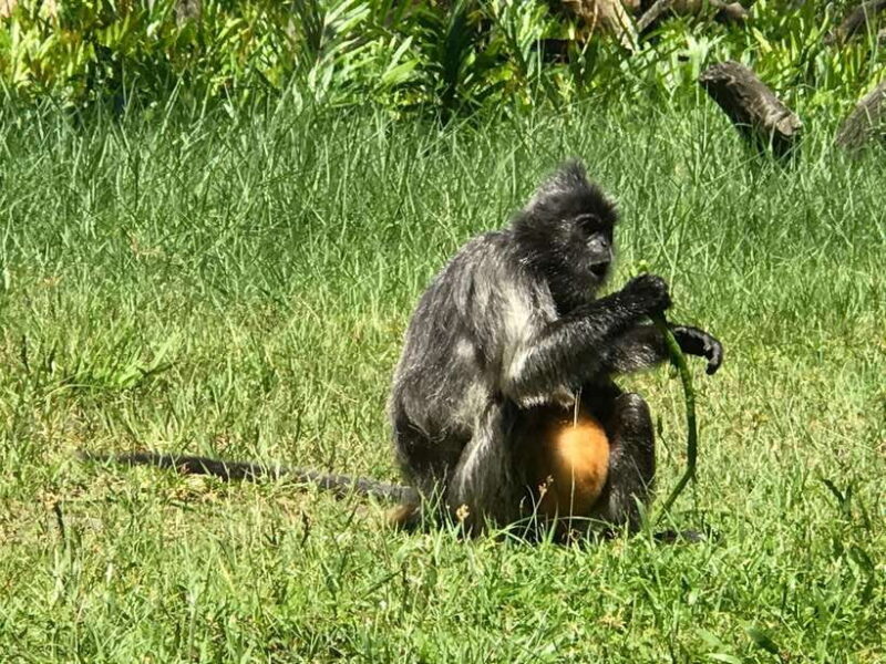 Sandakan: Orangutan Sanctuary Shared Day Trip Tour - What You Can Expect From This Tour