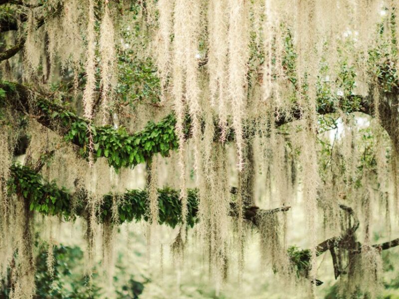 Savannah: Bonaventure Cemetery Tour - The Itinerary and What You’ll See