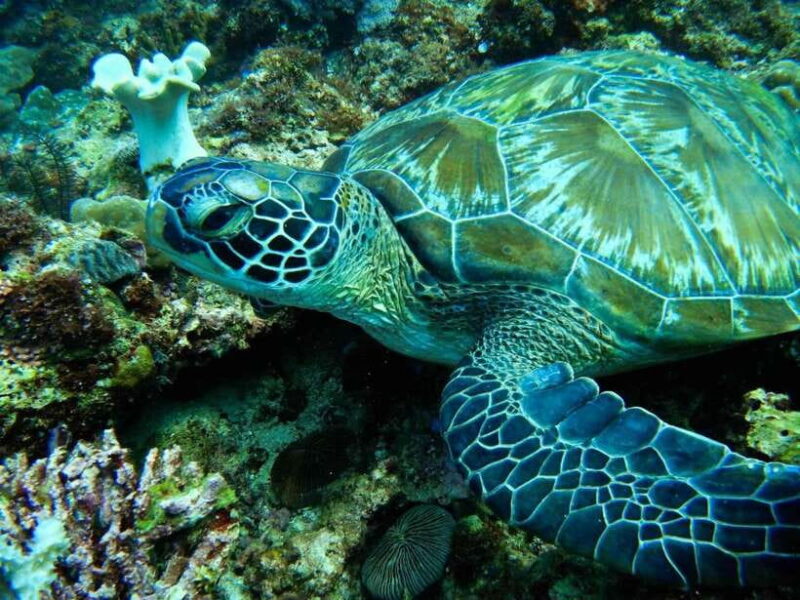 Scuba Diving in Boracay: SSI Open Water Certification - The Logistics: What You Need to Know