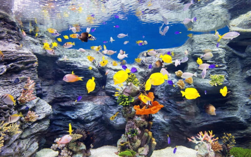 Seoul: Lotte World Aquarium Ticket - What Are the Key Highlights?