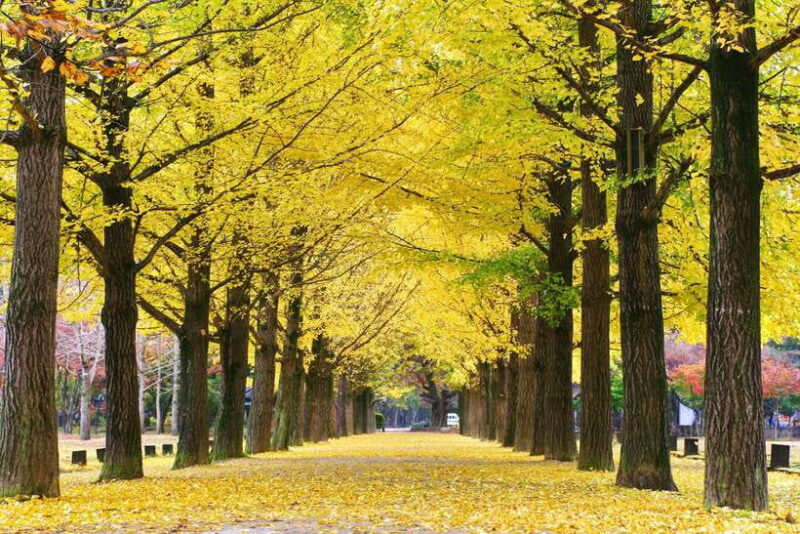 Seoul: Nami Island/Garden of Morning Calm Tour (+Rail Bike) - What’s Included and What’s Not