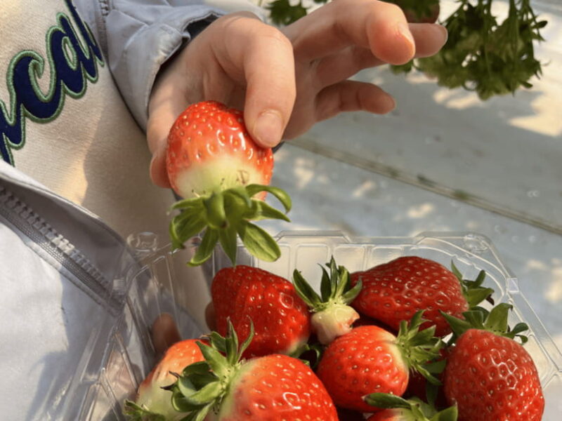 Seoul: Strawberry, Nami Island & Garden Of Morning Calm Tour - The Itinerary Breakdown: What You’ll Experience