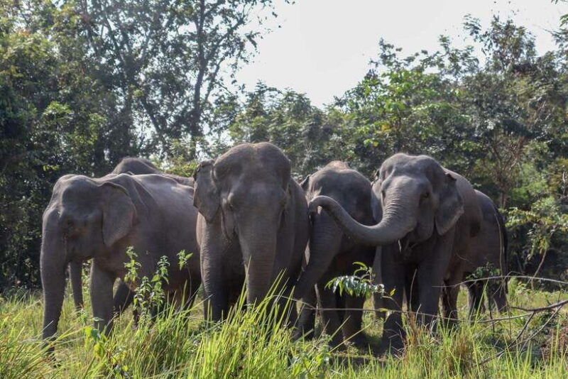 Siem Reap: Dine with Elephants, a Nature & Wildlife Journey - What’s Included & What to Expect