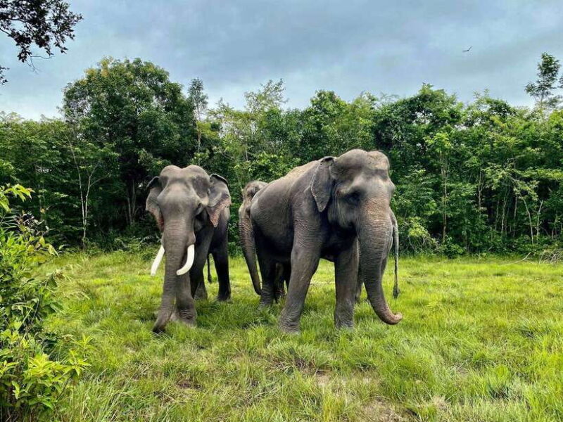 Siem Reap: Kulen Elephant Forest & Tonlesap Lake - Final Thoughts: Who Should Consider This Tour?