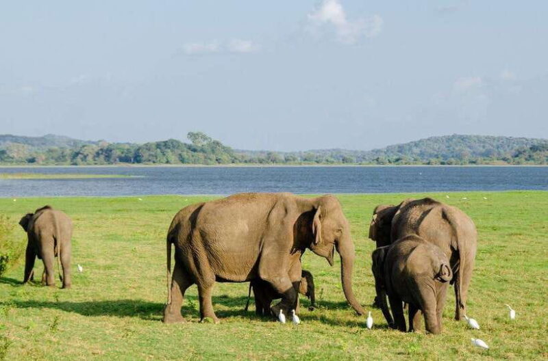 Sigiriya day tour from kandy with elephant safari(privet) - What We Think About the Tour