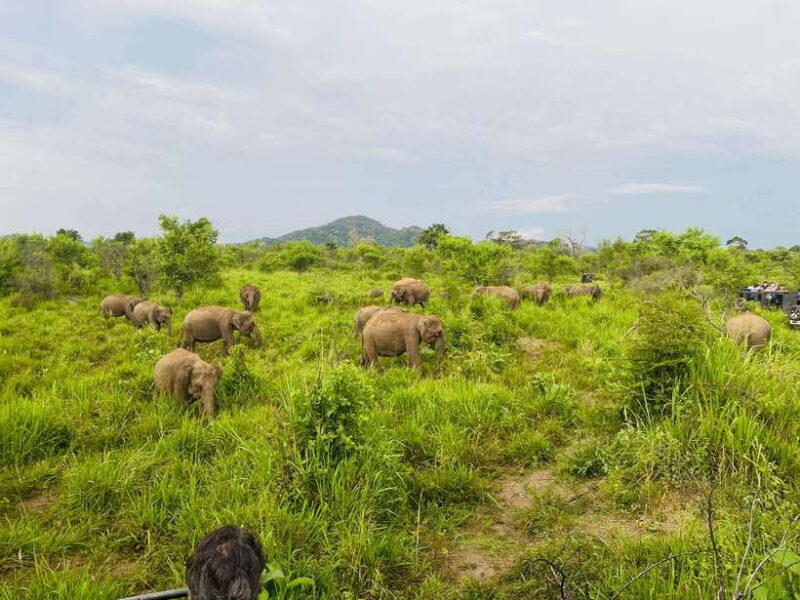 Sigiriya: Elephant Jeep Safari at Minneriya National Park - Final Thoughts: Is It Worth It?