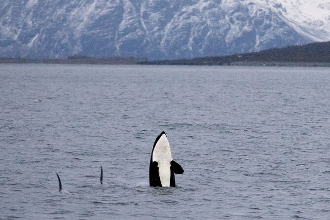 Silent Whale Watching - FAQ