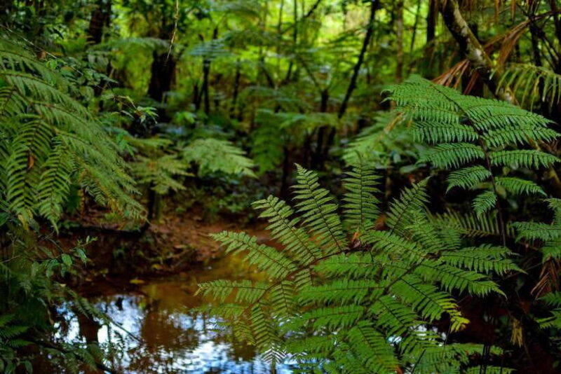 Sinharaja Rainforest: Day Trip From Colombo or Negombo - Should You Book This Tour?
