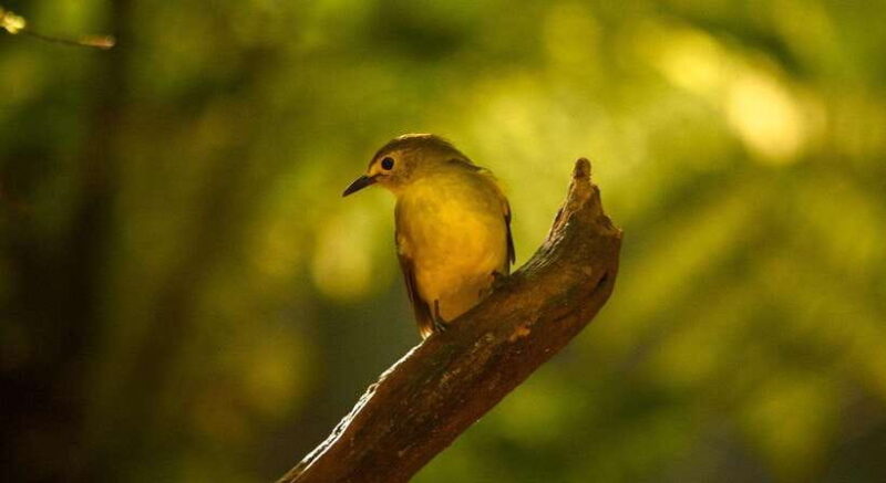 Sinharaja Rainforest: Day Trip From Galle or Bentota - Who Should Consider This Tour