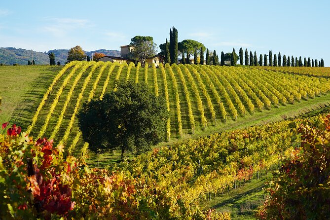 SMALL GROUP Chianti 2 wineries & meat feast @ Dario Cecchini - Analyzing the Price and Value