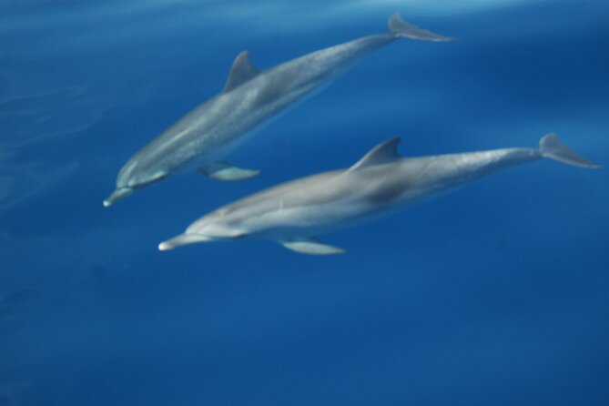 Small Group Excursion Whales and Dolphin Watching Los Gigantes - FAQ