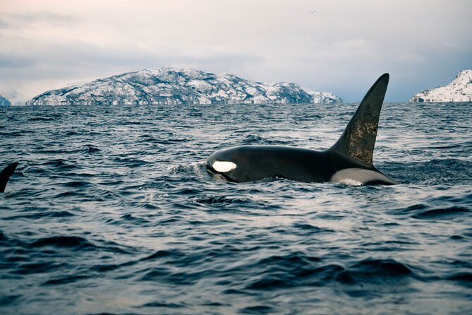 Small Group Whale Watching by RIB - Who Will Love This Tour?