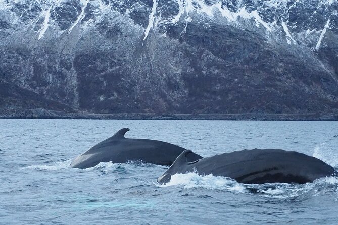 Small group Whale watching - The Arrival in Burfjord: Launching Into Arctic Adventure
