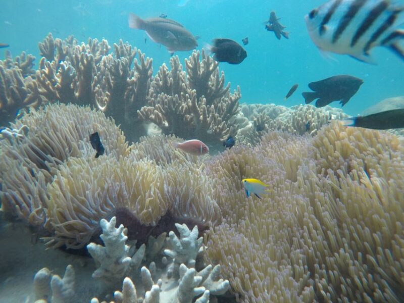 Snorkeling Cham Island: Snorkeling Tour by Speed Boat - What’s Included and What’s Not