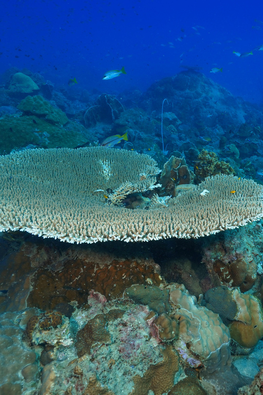 Snorkeling course, become a confident snorkeler. - In-Depth Look at the Snorkeling Experience