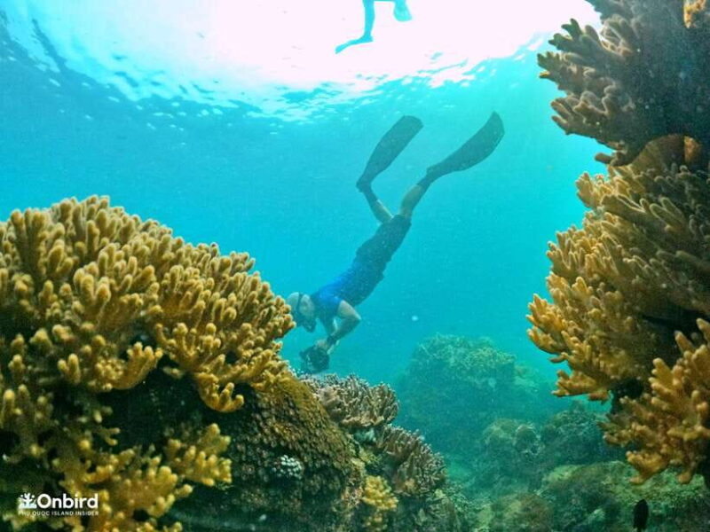 South Phu Quoc: Pro Snorkeling Tour by Speedboat - Transportation and Pricing