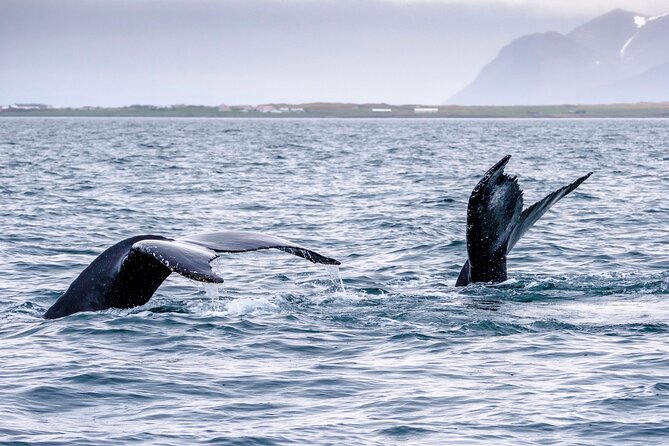 Speedboat Whale Watching Small-Group Tour in Reykjavik - The Experience in Context: Is It Worth It?