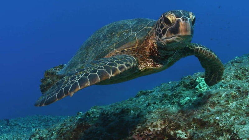 "Sri Lanka 2-Day Tour: Explore Hikkaduwa, Galle & Yala" - Exploring Hikkaduwa: Beaches, Reefs, and Local Life