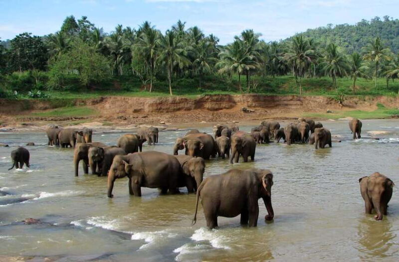 Sri Lanka 4-Day Kandy & Nuwara Eliya Tea & Hill Country Tour - The Cultural Heart of Kandy