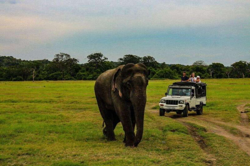 Sri Lanka: 4N5Day guided FULL TOUR with hotel accommodations - Who Is This Tour Best Suited For?