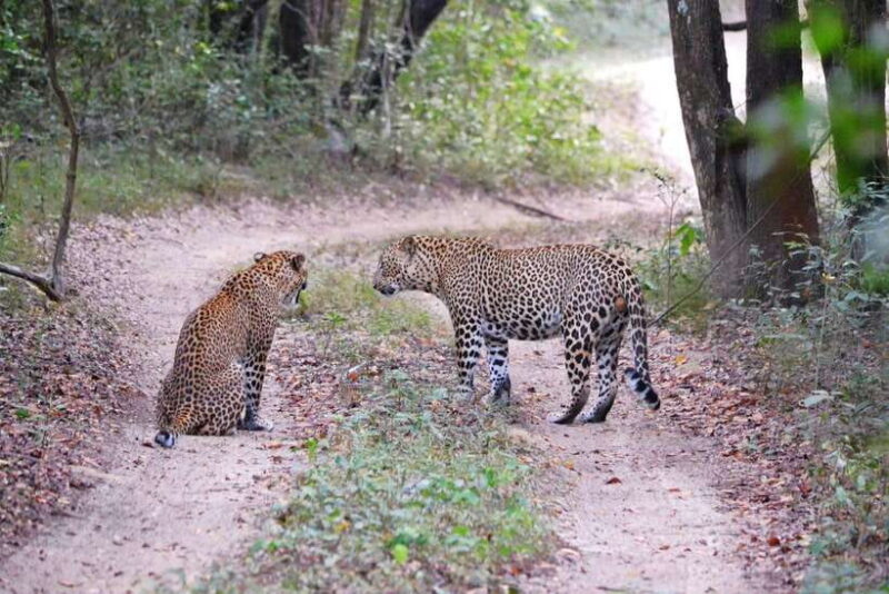 Sri Lanka 8-Day Private Tour-:25 Amazing Places+Activities - What’s Included and What’s Not