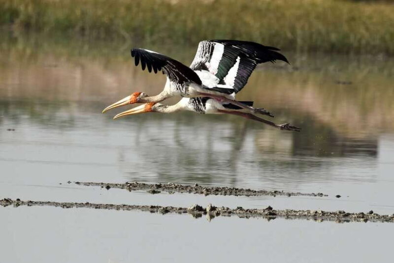 Sri Lanka Bentota: Private Mangrove Lagoon and River Cruise - Practical Details and Value