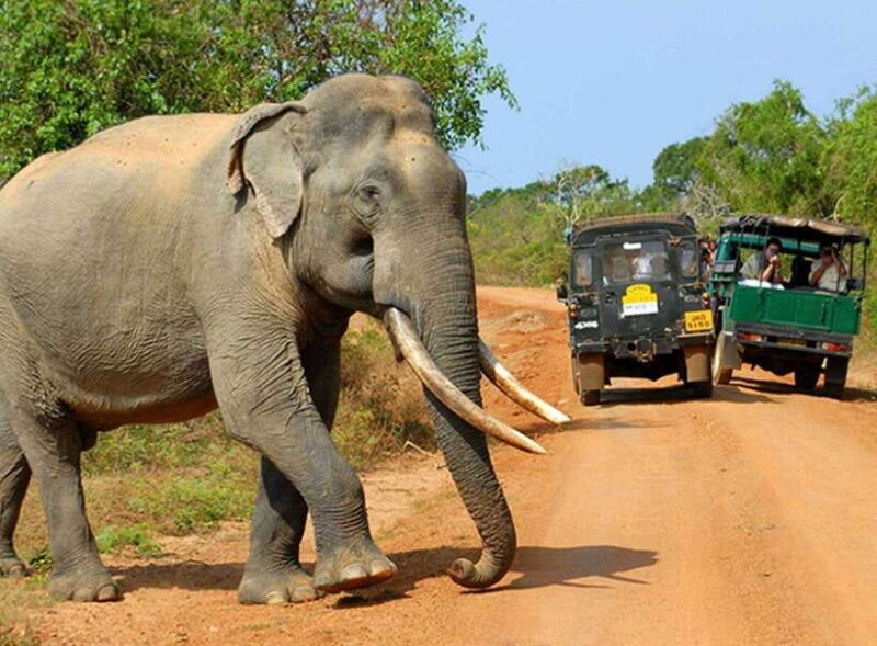 Sri Lanka Private Udawalawe, Sinharaja, Ella With Train Tour - The Value of This Tour