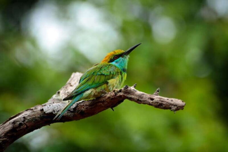 Sri Lanka: Sinharaja rainforest tour from Colombo, Bentota - The Itinerary Breakdown: What You’ll Experience