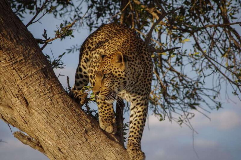 Sri Lanka:2-day wildlife tour+Yala, Rekewa, Mirissa, Bentota - What Sets This Tour Apart