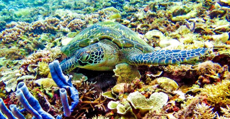 sunset snorkling trip - Practical Aspects and Tips